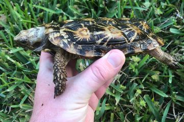 PRICELIST | Southern Reptiles