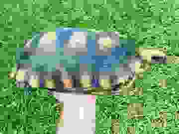 PRICELIST | Southern Reptiles