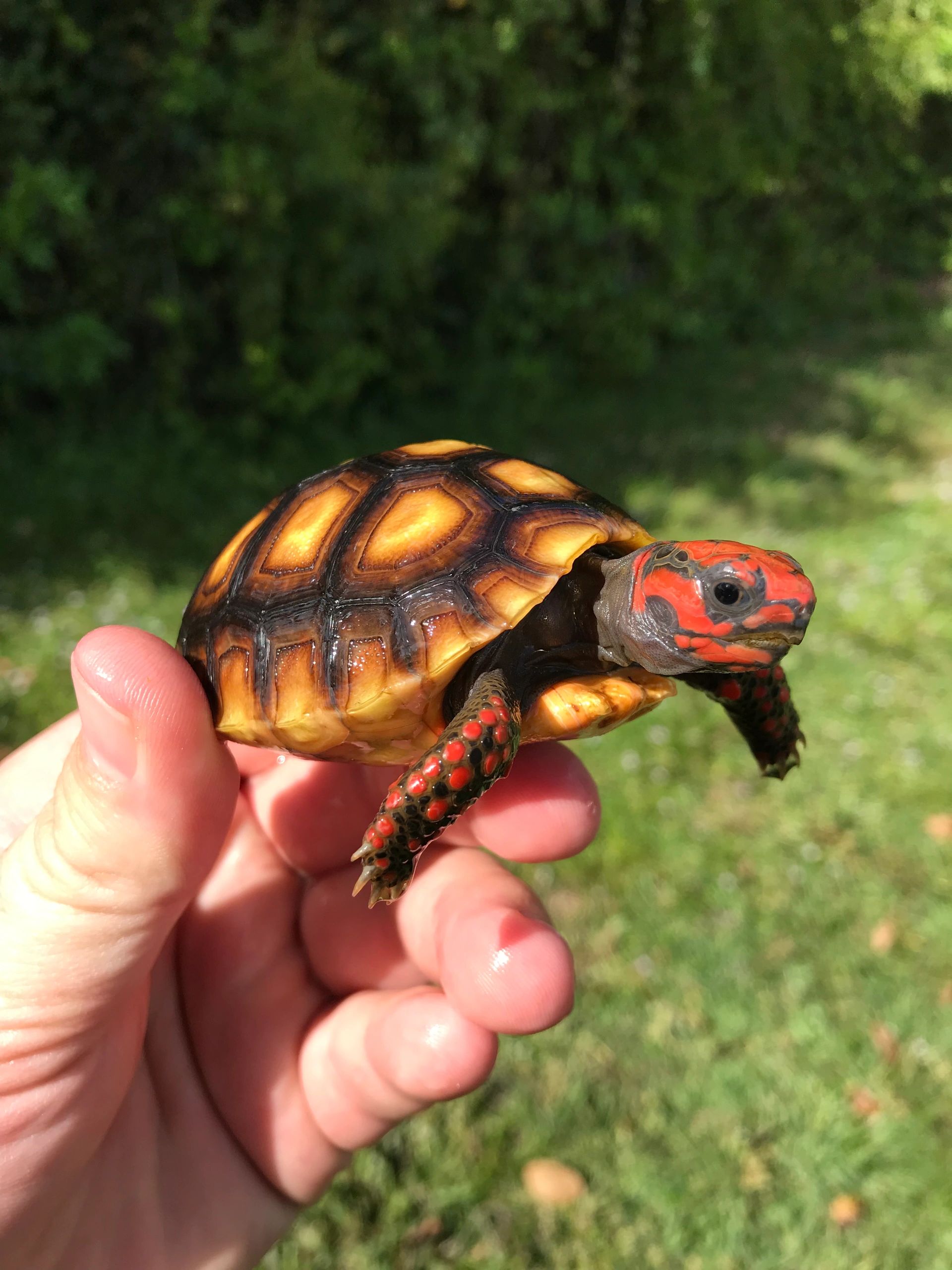 PRICELIST | Southern Reptiles