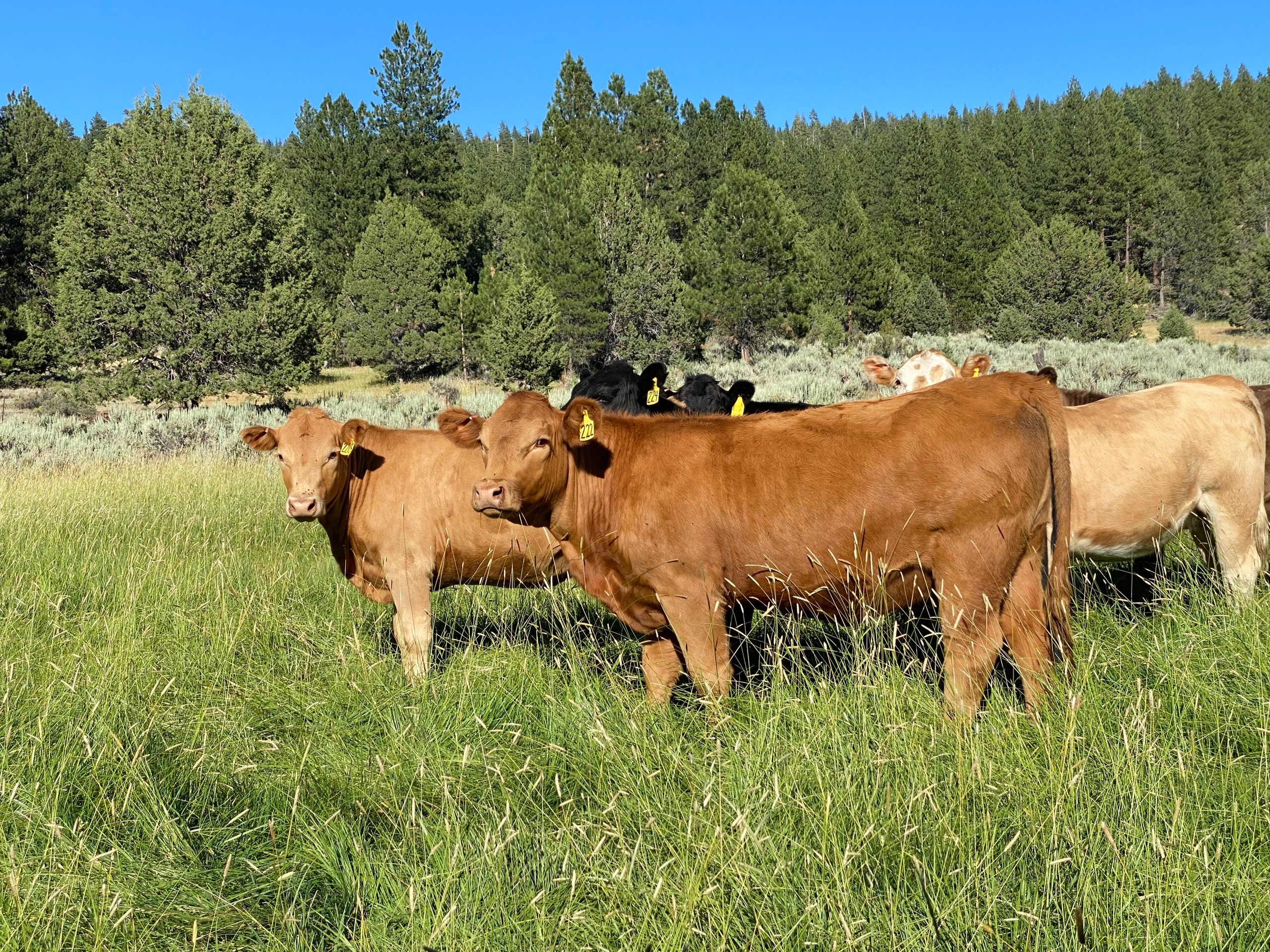 Home [rancherraised.com]