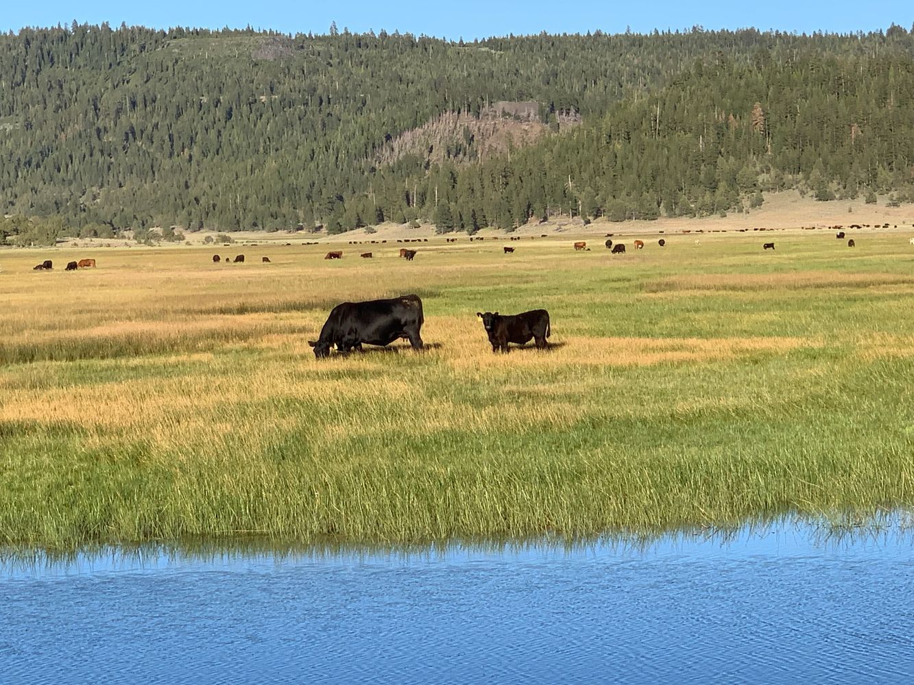 Rancher raised beef - Grass Fed - Lakeview, Oregon
