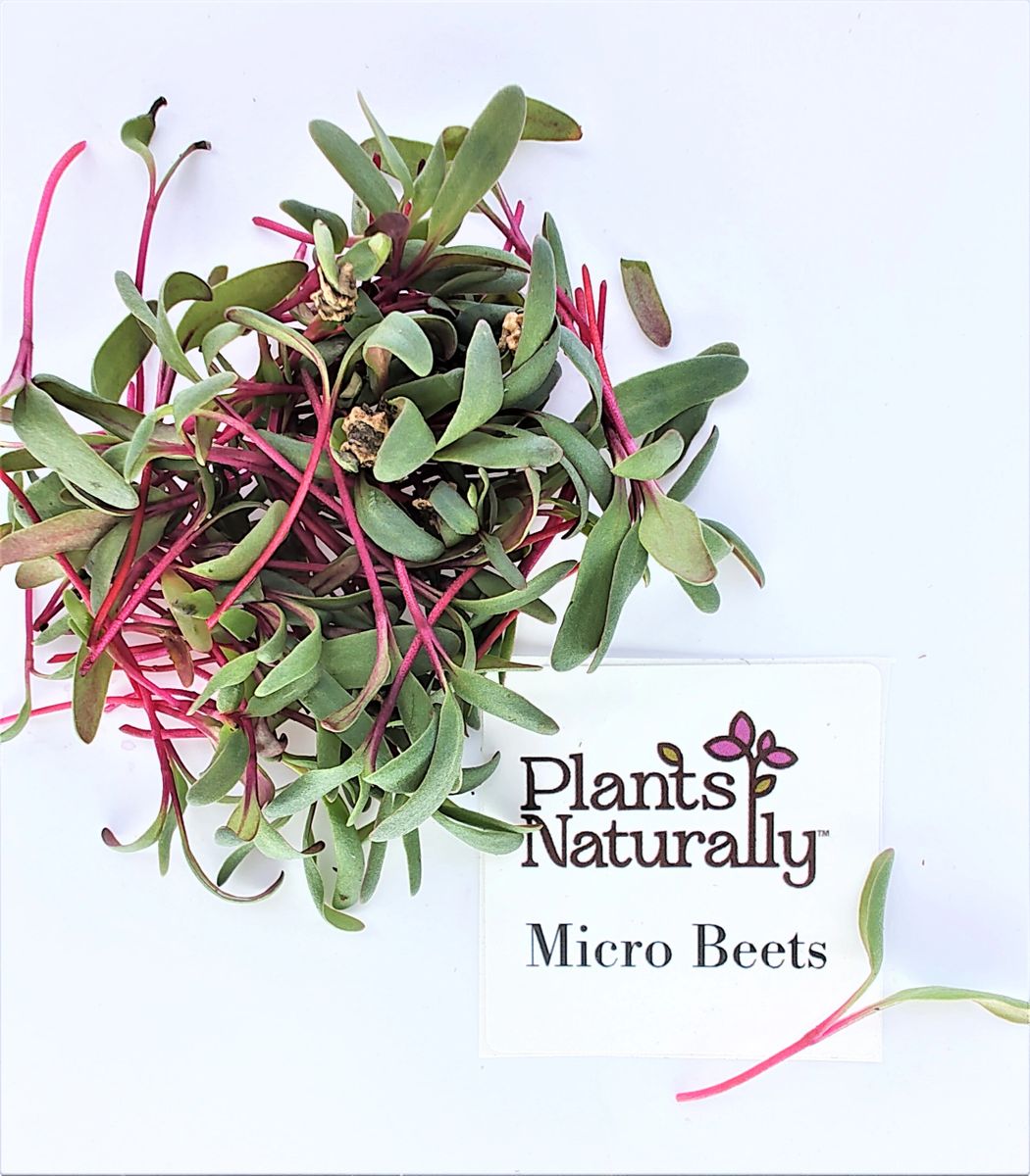 Micro Beets