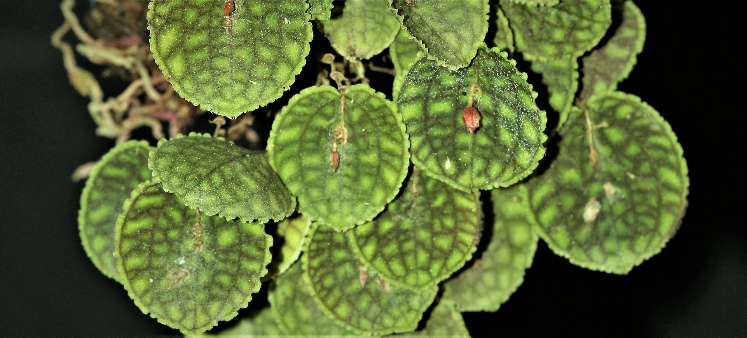 The Tarzane Group Inc - Orchids, Miniature Orchids, Small Orchids