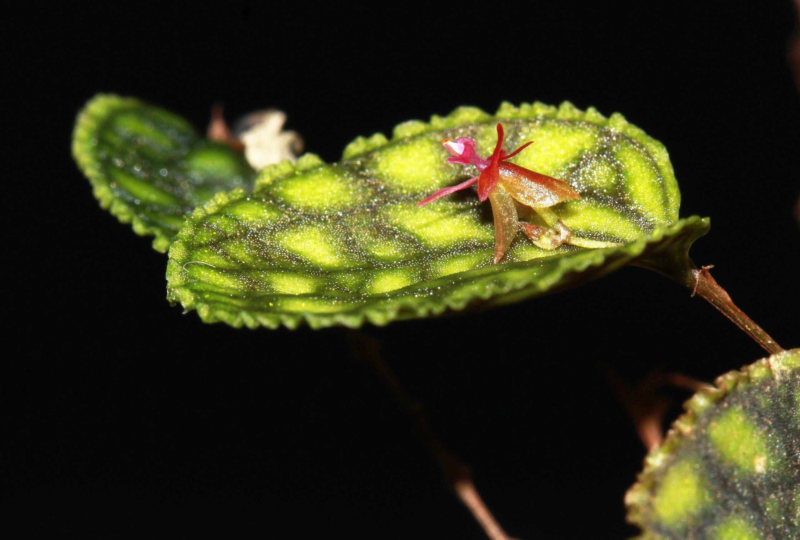 The Tarzane Group Inc - Orchids, Miniature Orchids, Small Orchids