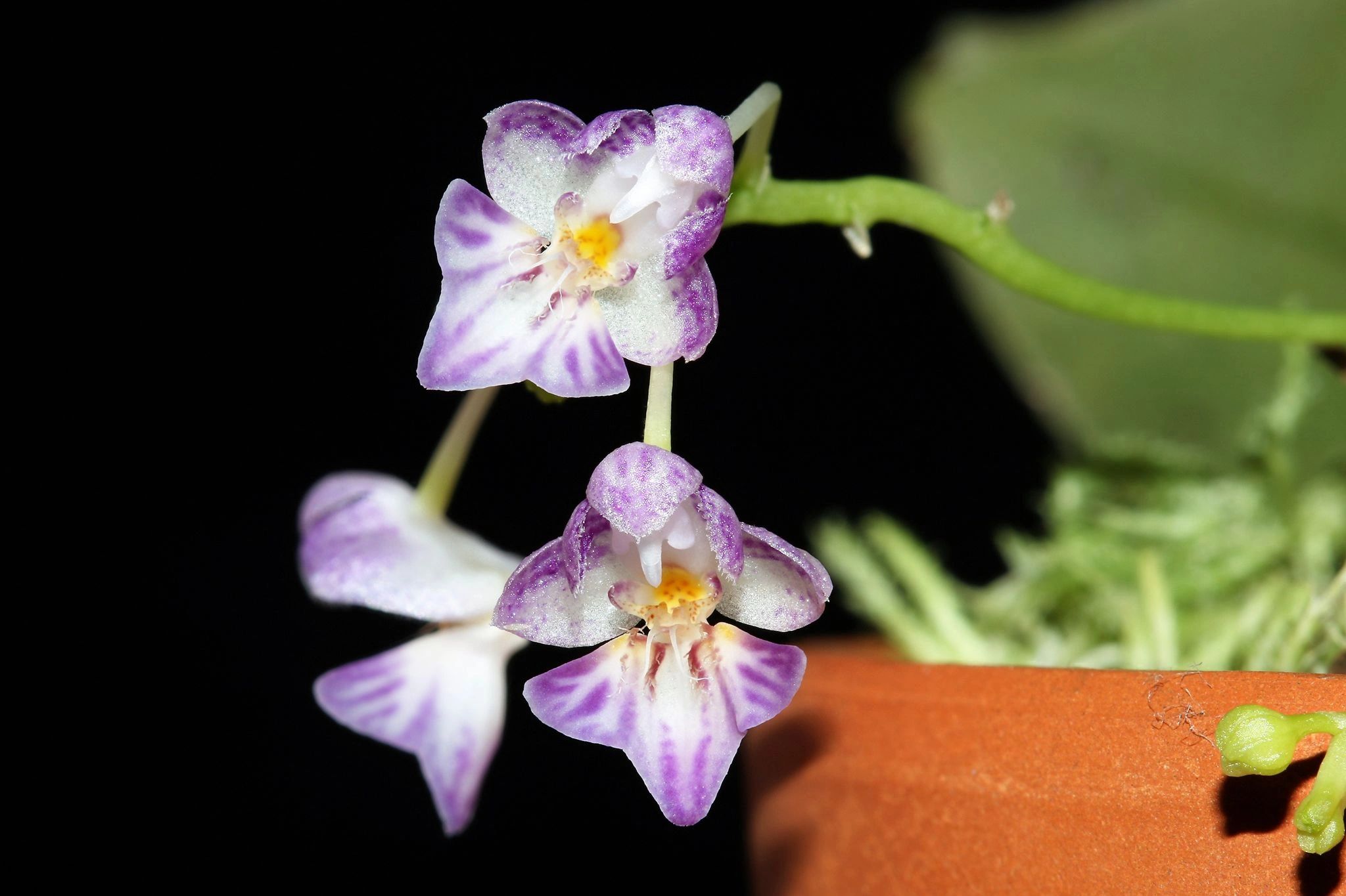 The Tarzane Group Inc - Orchids, Miniature Orchids, Small Orchids