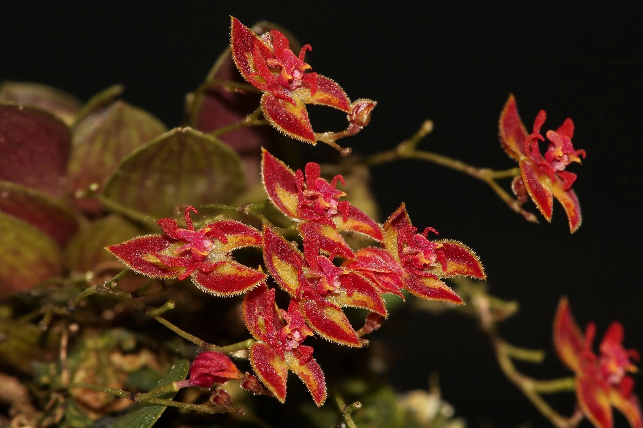 The Tarzane Group Inc - Orchids, Miniature Orchids, Small Orchids