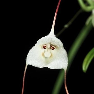 The Tarzane Group Inc - Orchids, Miniature Orchids, Small Orchids