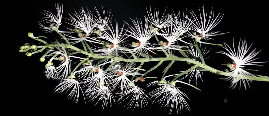 The Tarzane Group Inc - Orchids, Miniature Orchids, Small Orchids