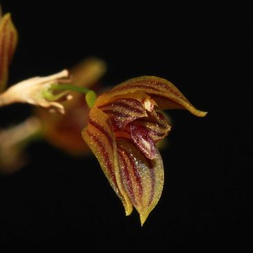 The Tarzane Group Inc - Orchids, Miniature Orchids, Small Orchids