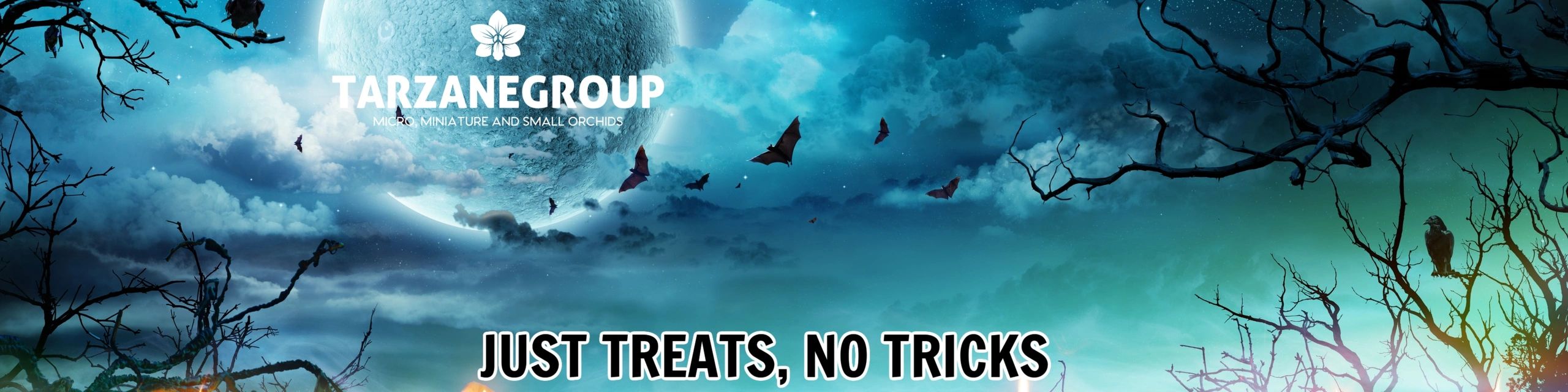 The Tarzane Group Inc - Orchids, Miniature Orchids, Small Orchids