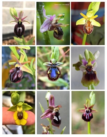 The Tarzane Group Inc - Orchids, Miniature Orchids, Small Orchids