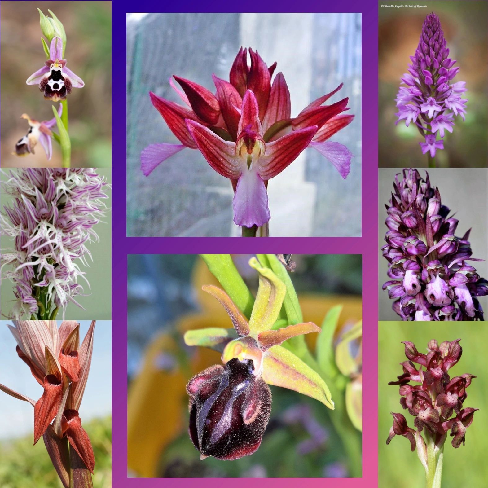 The Tarzane Group Inc - Orchids, Miniature Orchids, Small Orchids