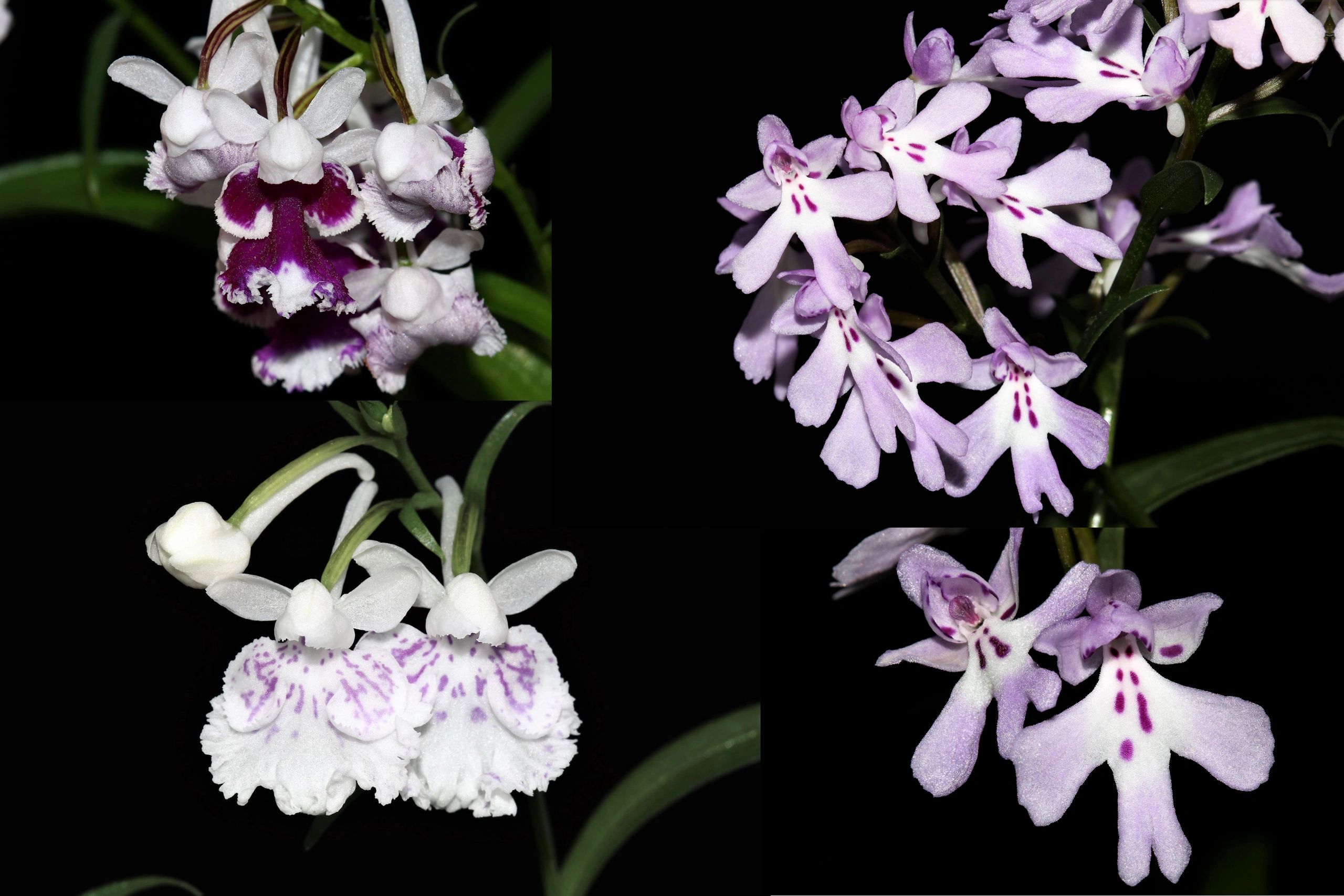 PONERORCHIS / AMITOSTIGMA MINIATURE TERRESTRIAL ORCHIDS