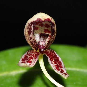 The Tarzane Group Inc - Orchids, Miniature Orchids, Small Orchids