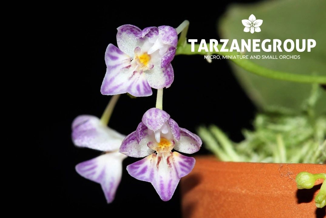 PHALAENOPSIS APPENDICULATA MINIATURE ORCHID MOUNTED