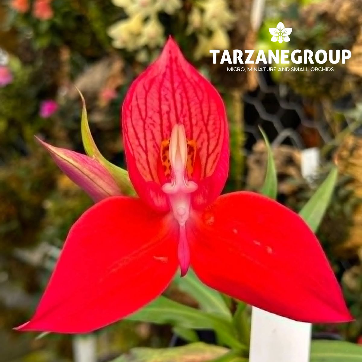 DISA UNIFLORA SMALL TERRESTRIAL ORCHID POTTED