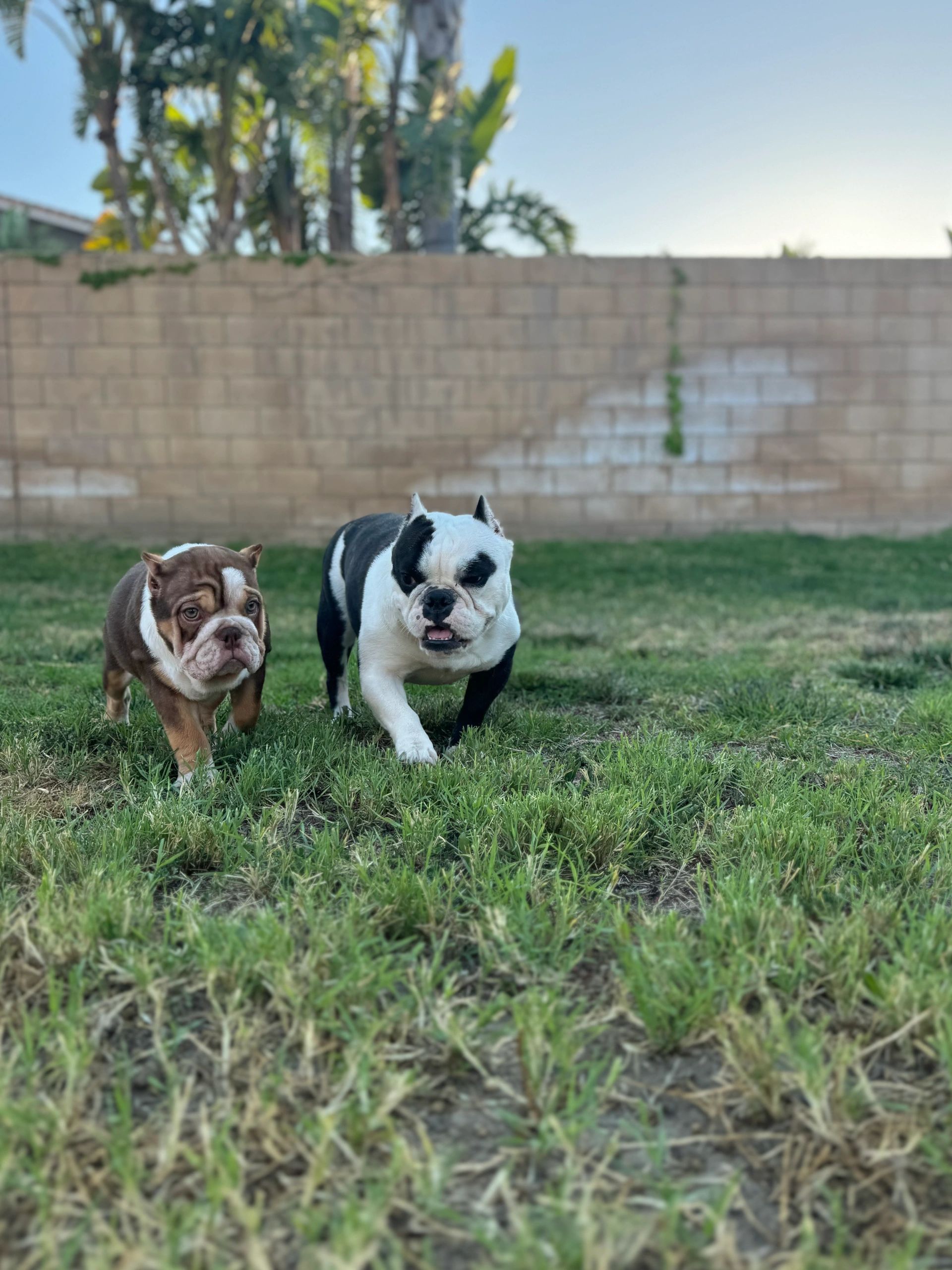 Silver Back Shorty Bulls