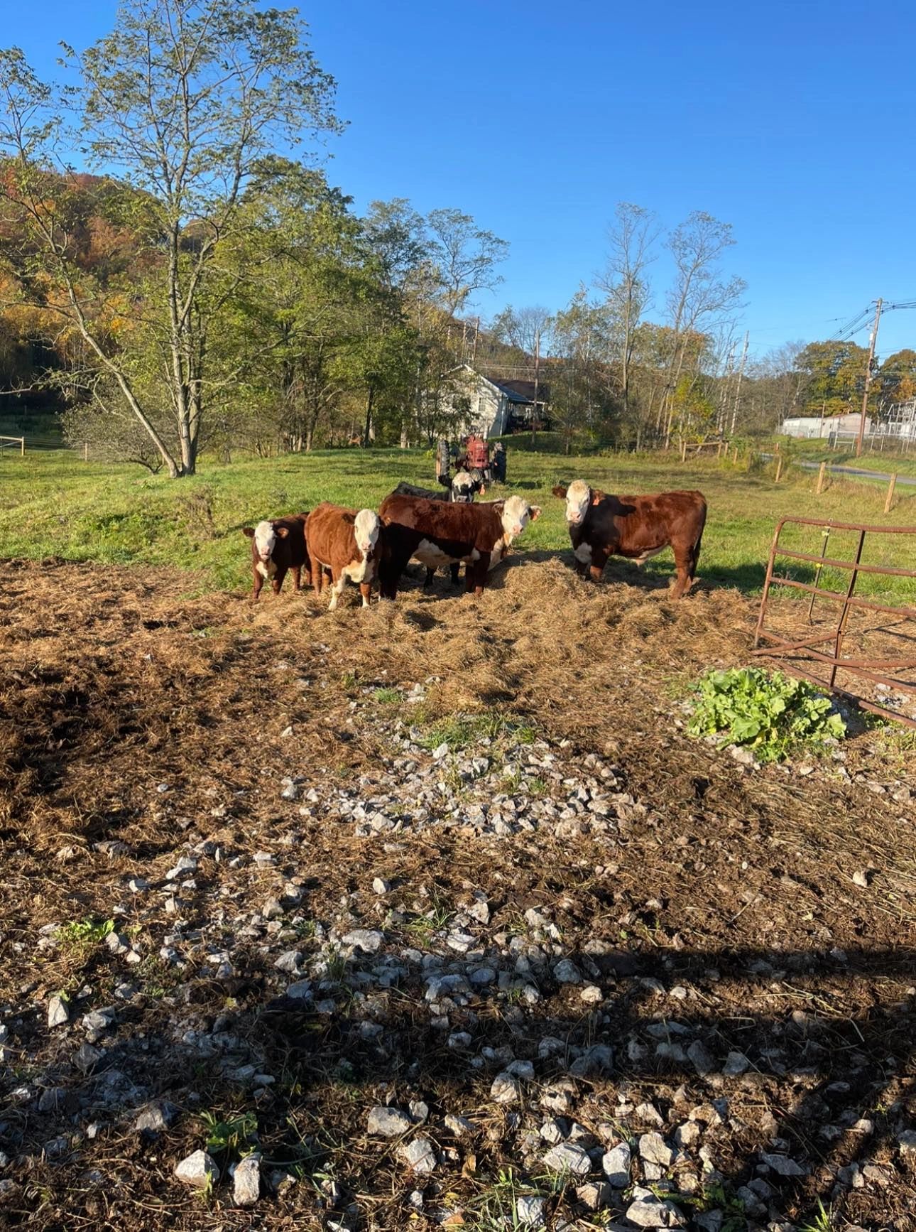 Sprankle's Butcher Shop