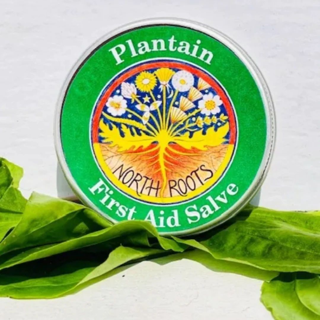 Plantain First Aid Salve