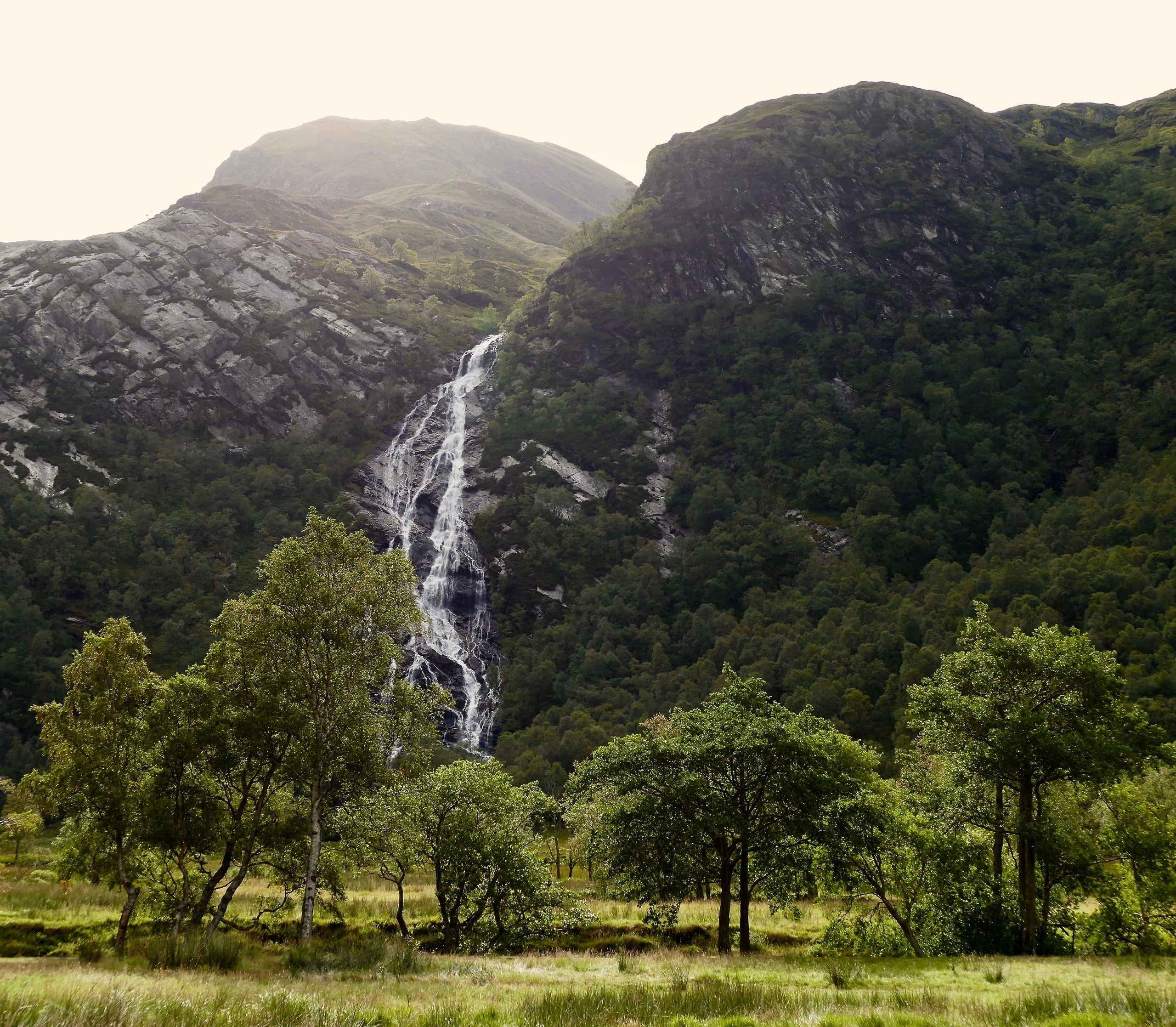 Glenevis