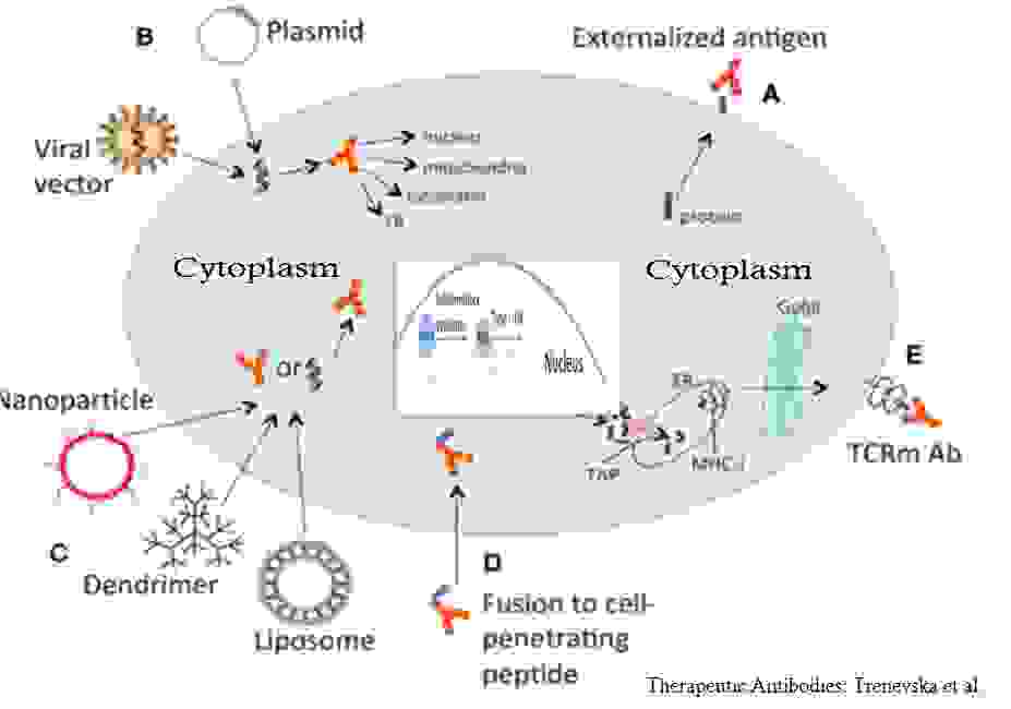 Intrabody Development | NBRLBOSTON