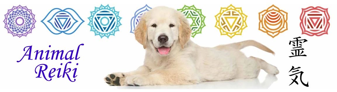 5 Reasons to Become an Animal Reiki Practitioner