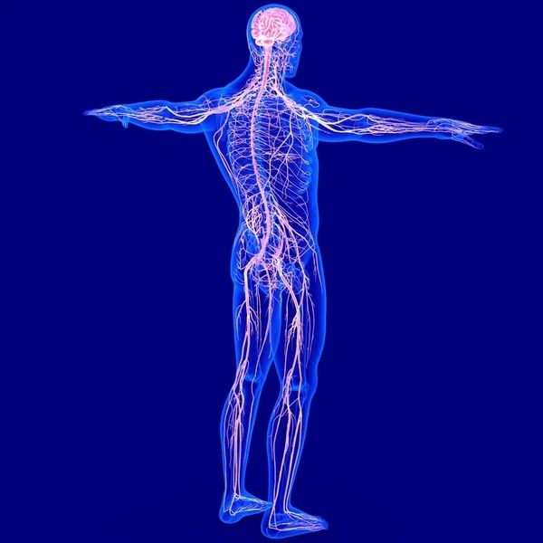 Your Life Is As Good As Your Nervous System