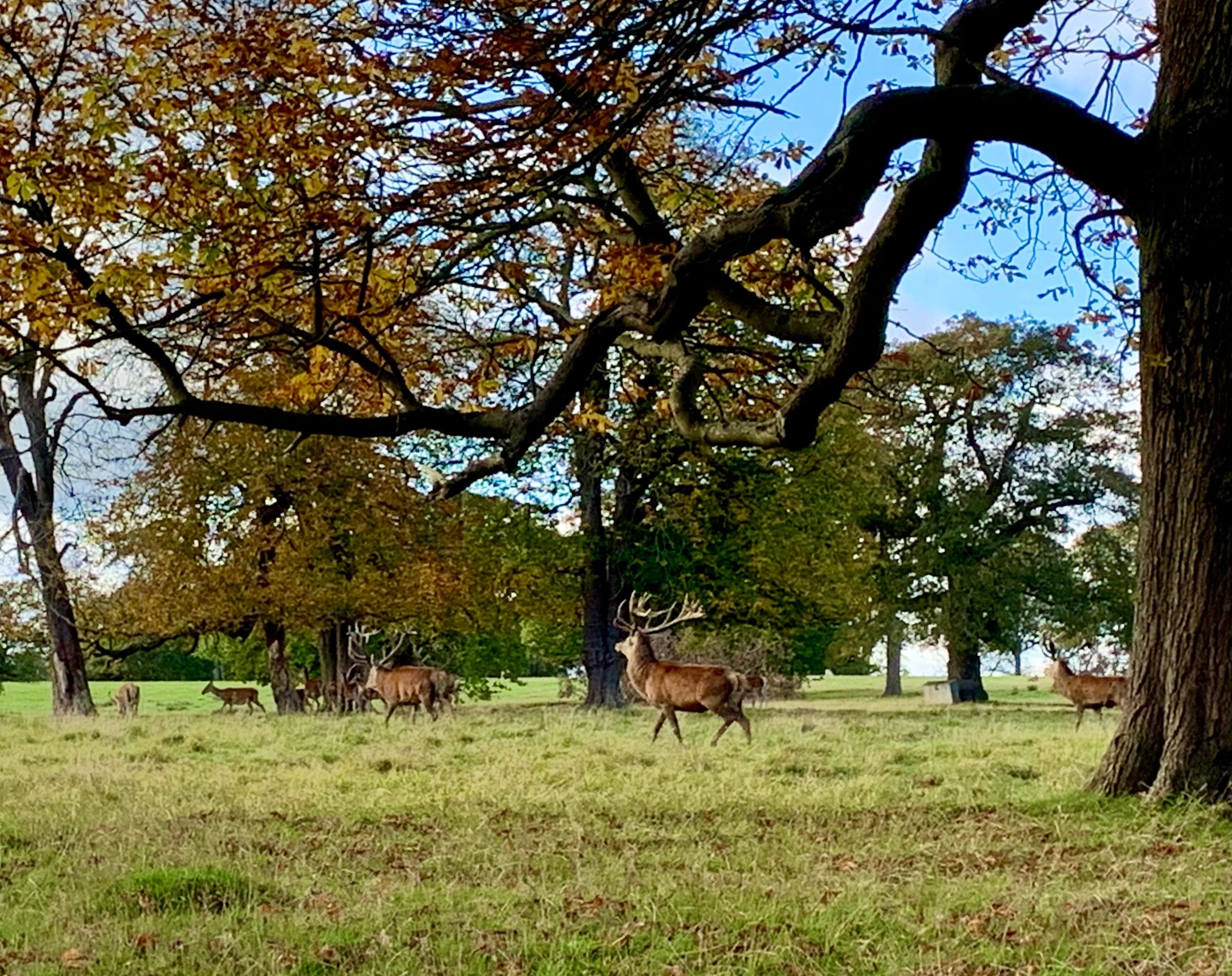 Christmas Hike Series – Sevenoaks & Knole Deer Park Circular - 16 km ...