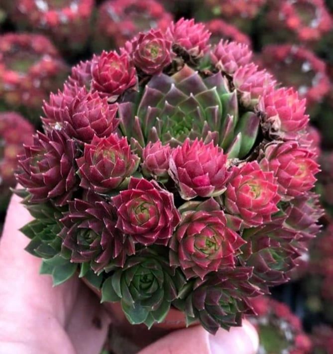 Sempervivum ‘Ruby Lime’