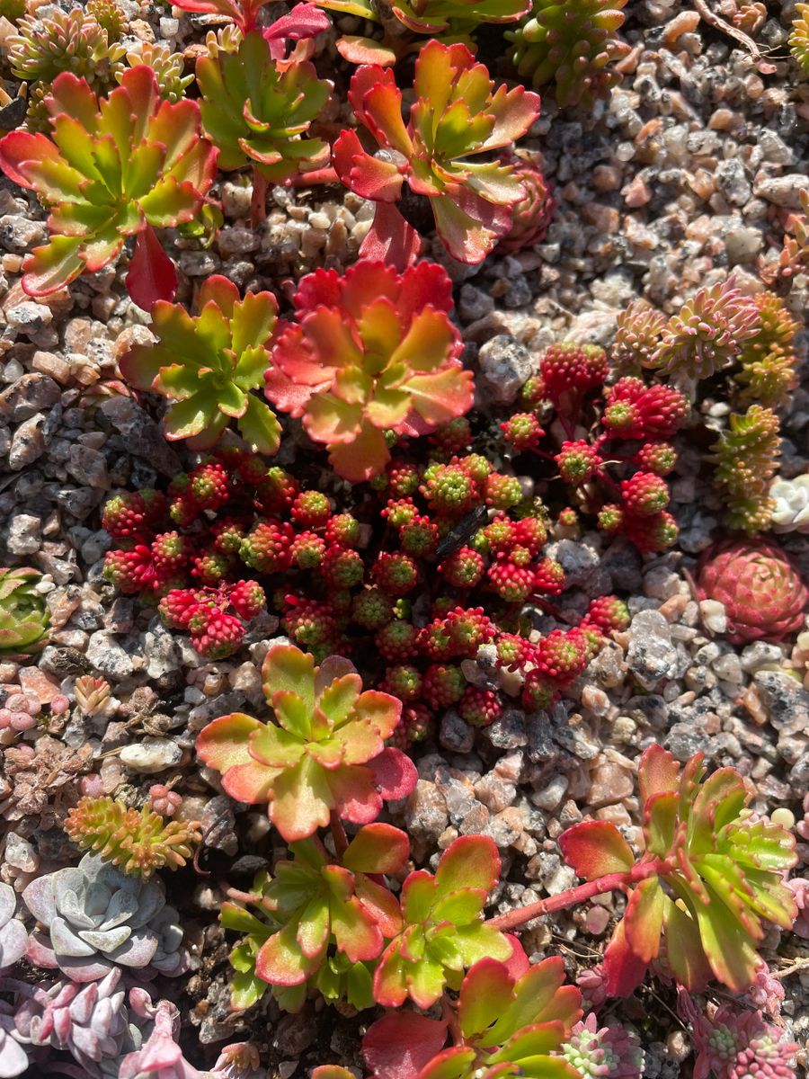 Sedum Lydium ‘Bronze Queen’