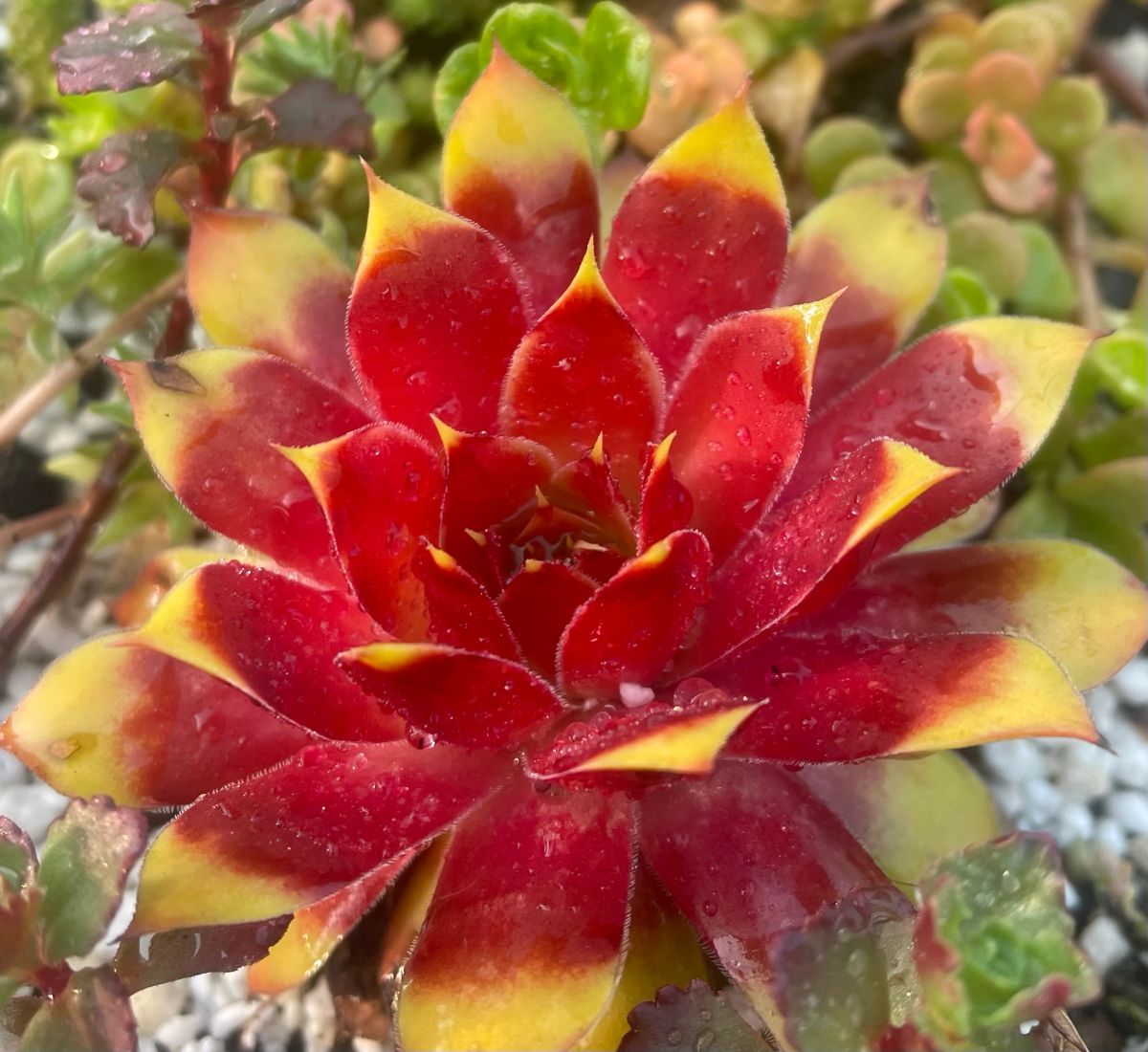 Sempervivum Chick Charms ‘Gold Nugget’