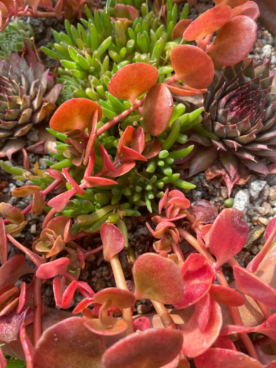 Sedum tectractinum ‘Coral Reef’