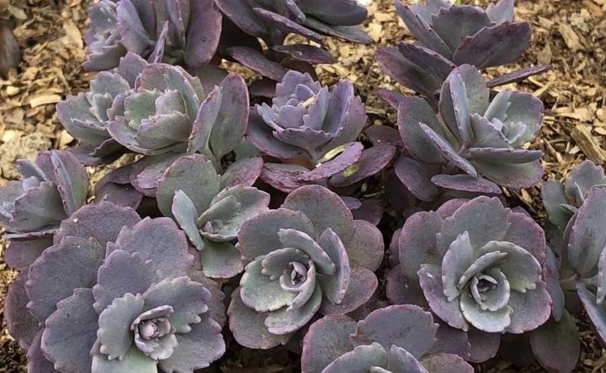 Sedum ‘Red Canyon’