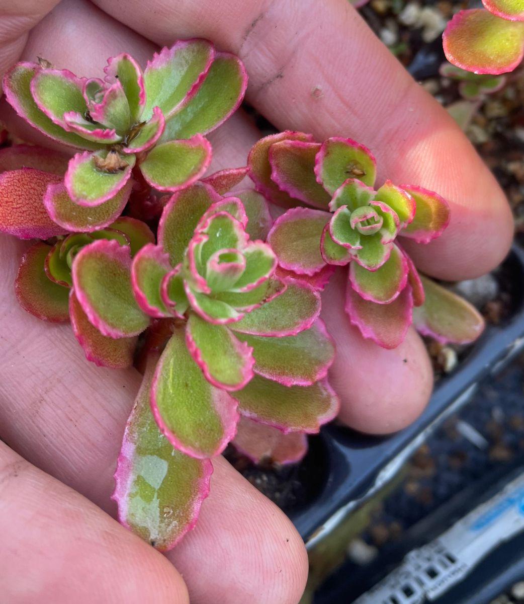 Sedum spurium ‘Raspberry Red’