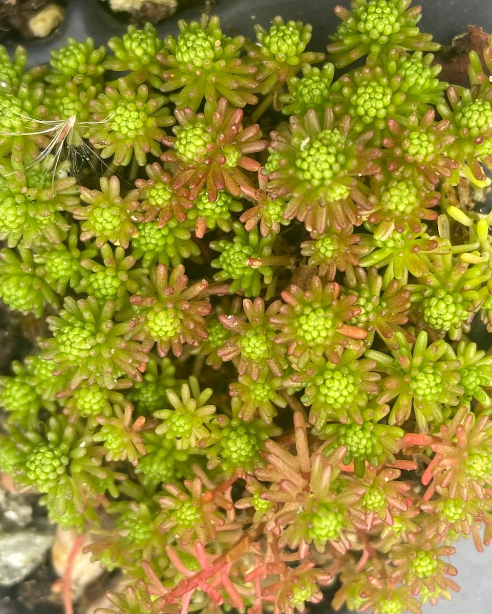 Sedum Lydium ‘Bronze Queen’