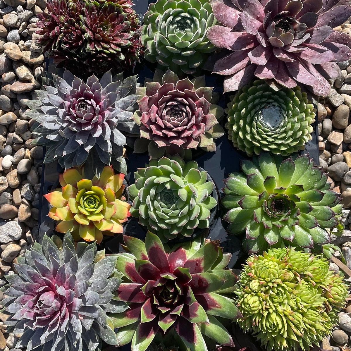 Super Sempervivum (evergreen) full sun