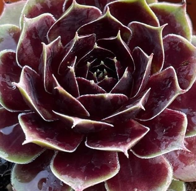 Sempervivum ‘Coconut Crystal’