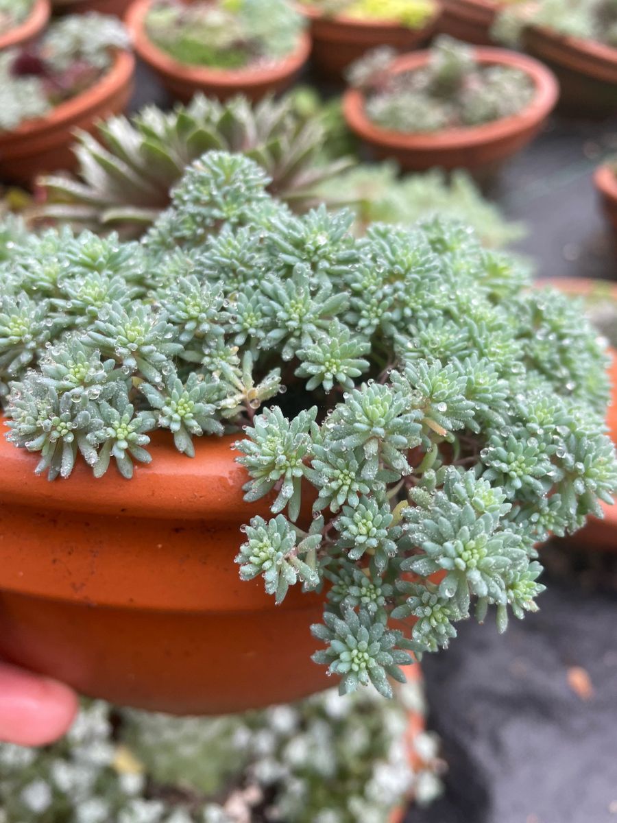 Sedum hispanicum ‘Blue Carpet’