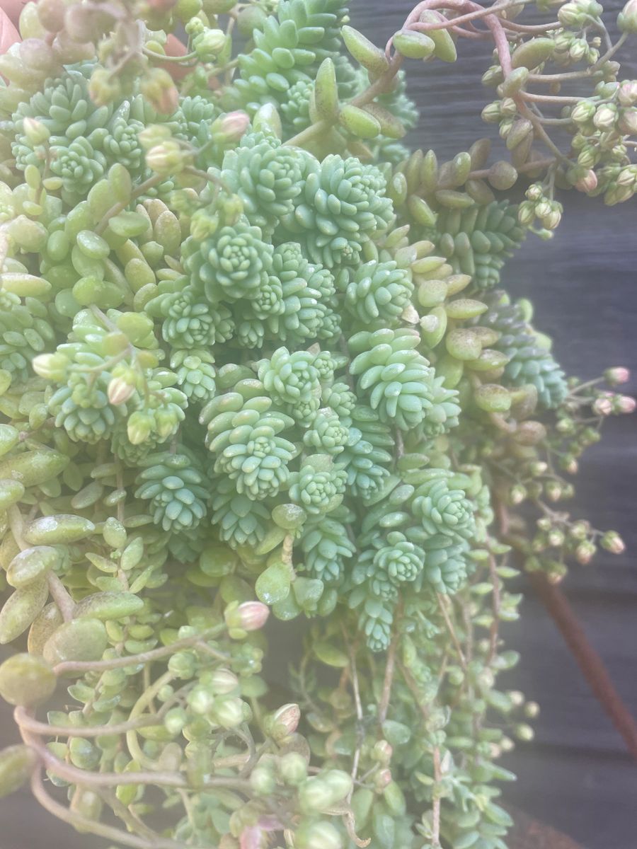 Sedum ‘Silver Roses’