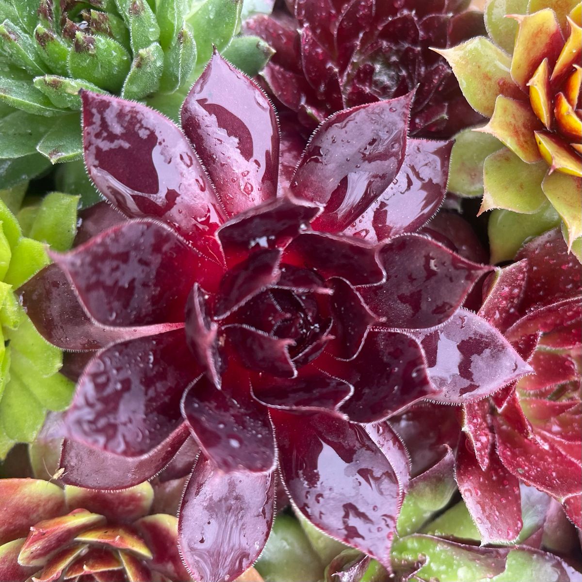 Sempervivum ‘Blushing Garnet’