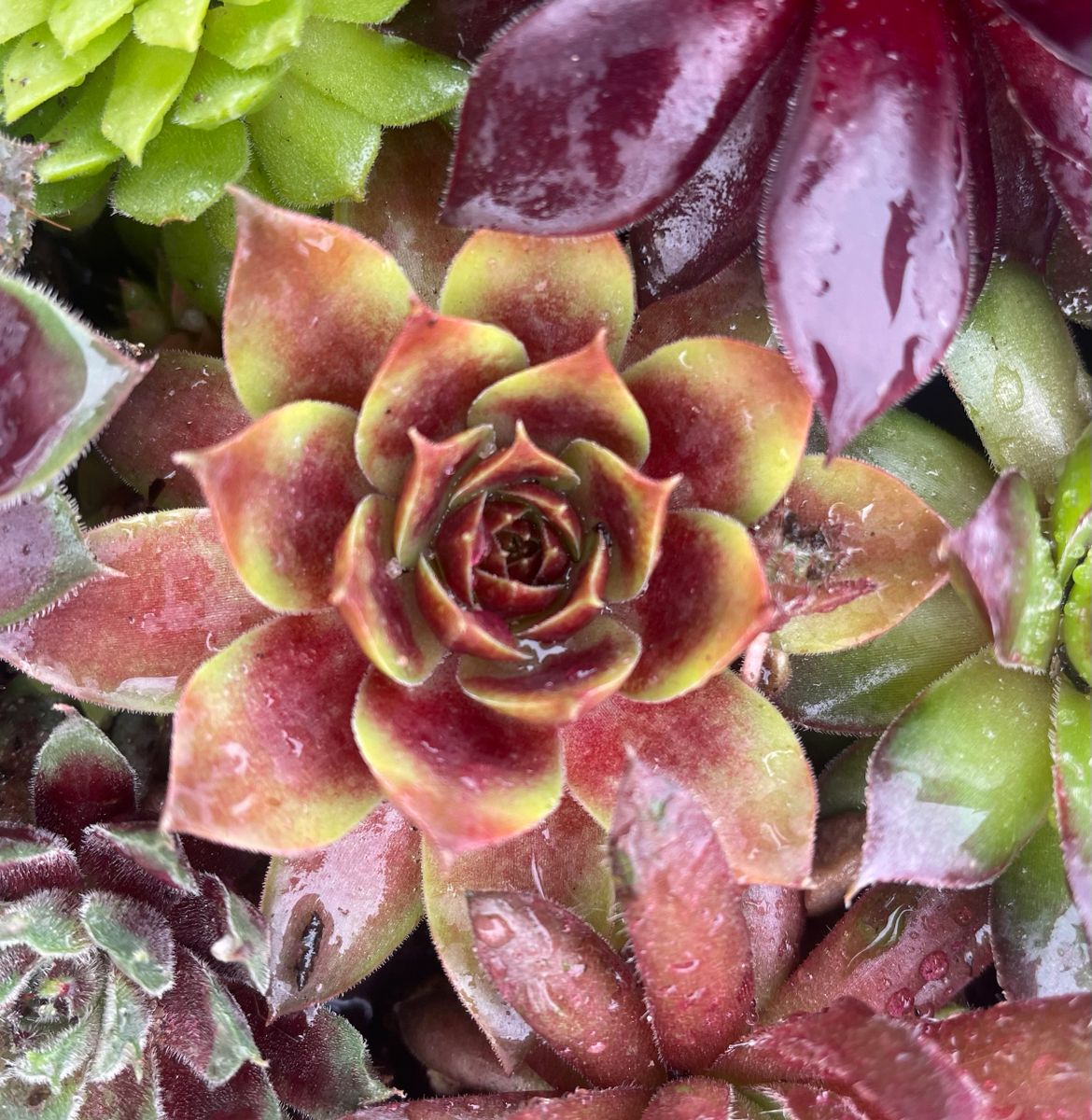 Sempervivum ‘Ruby Lime’