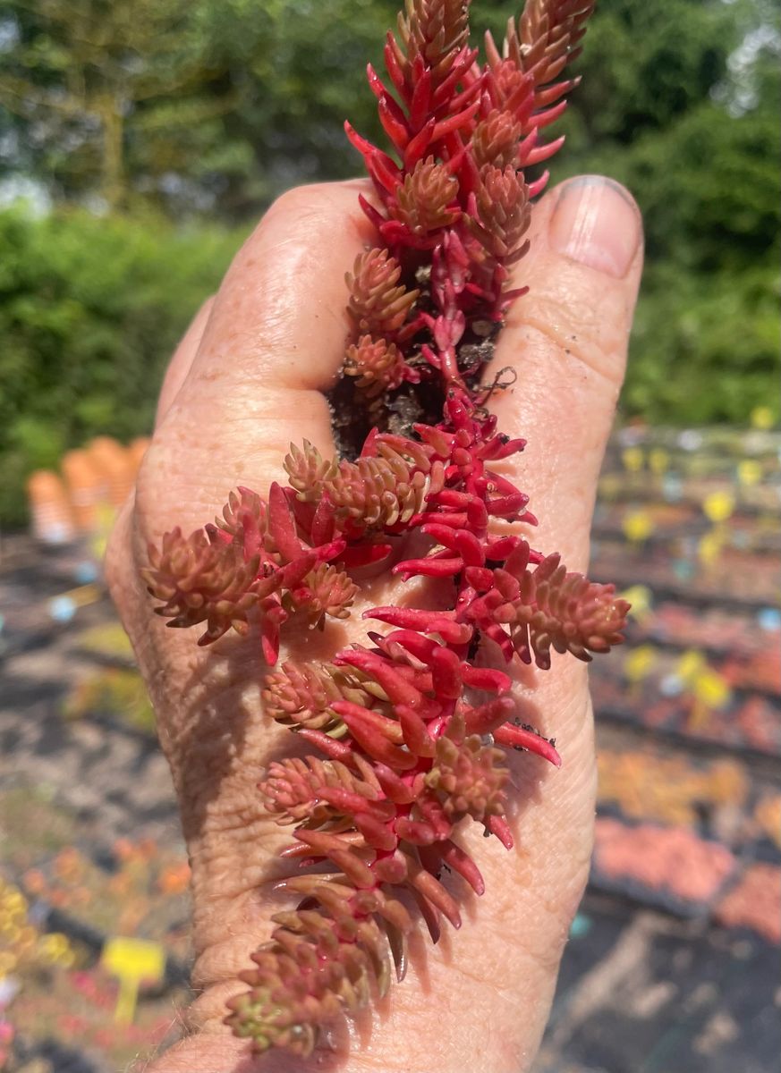 Sedum ochroleucum ‘Red Wiggle’ (Petrosedum)