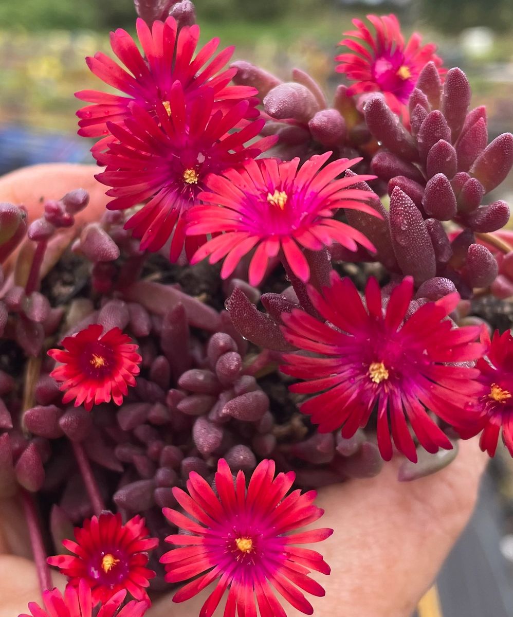 Delosperma Desert Dancers ‘Red’