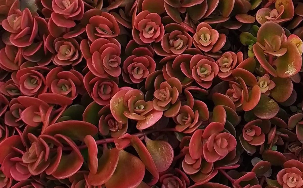 Sedum tectractinum ‘Coral Reef’