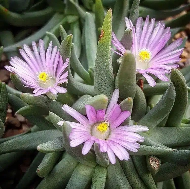 Ebracteola derenbergiana