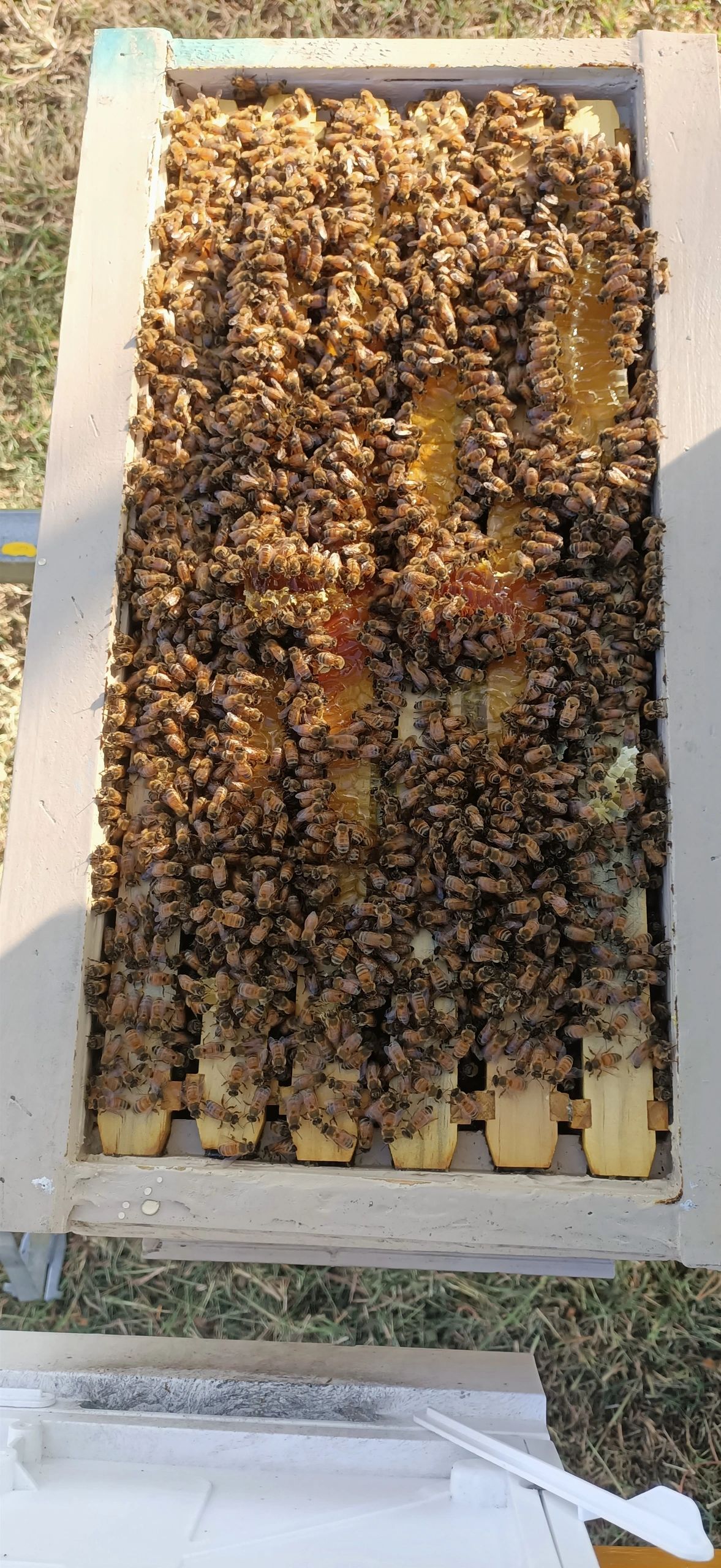 Premium Raw Honey - Rockhampton Bees