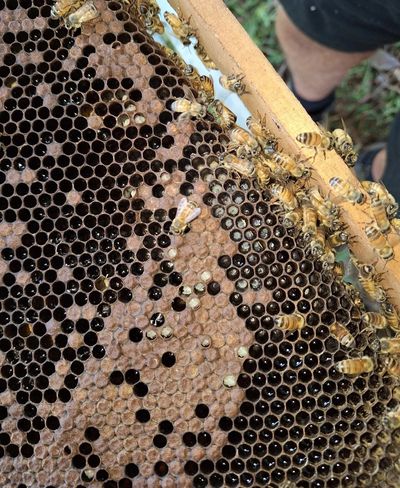 Queen Bees | Rockhampton Bees
