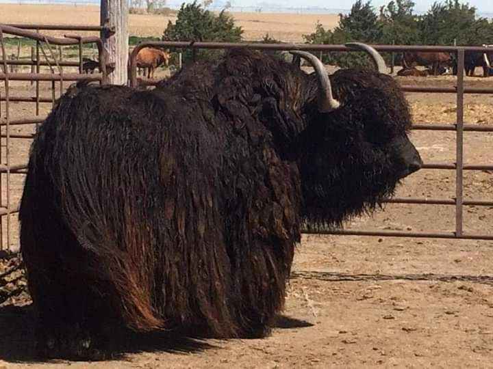 Bow Creek Ranch - Home