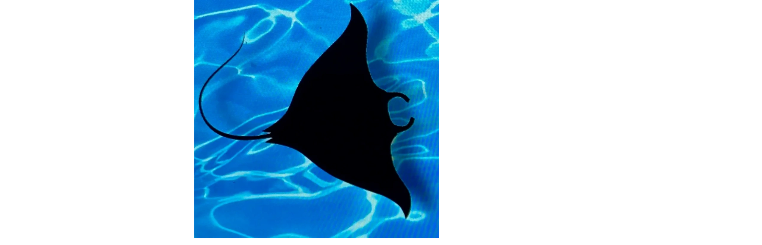 Blue Ray Pool Services