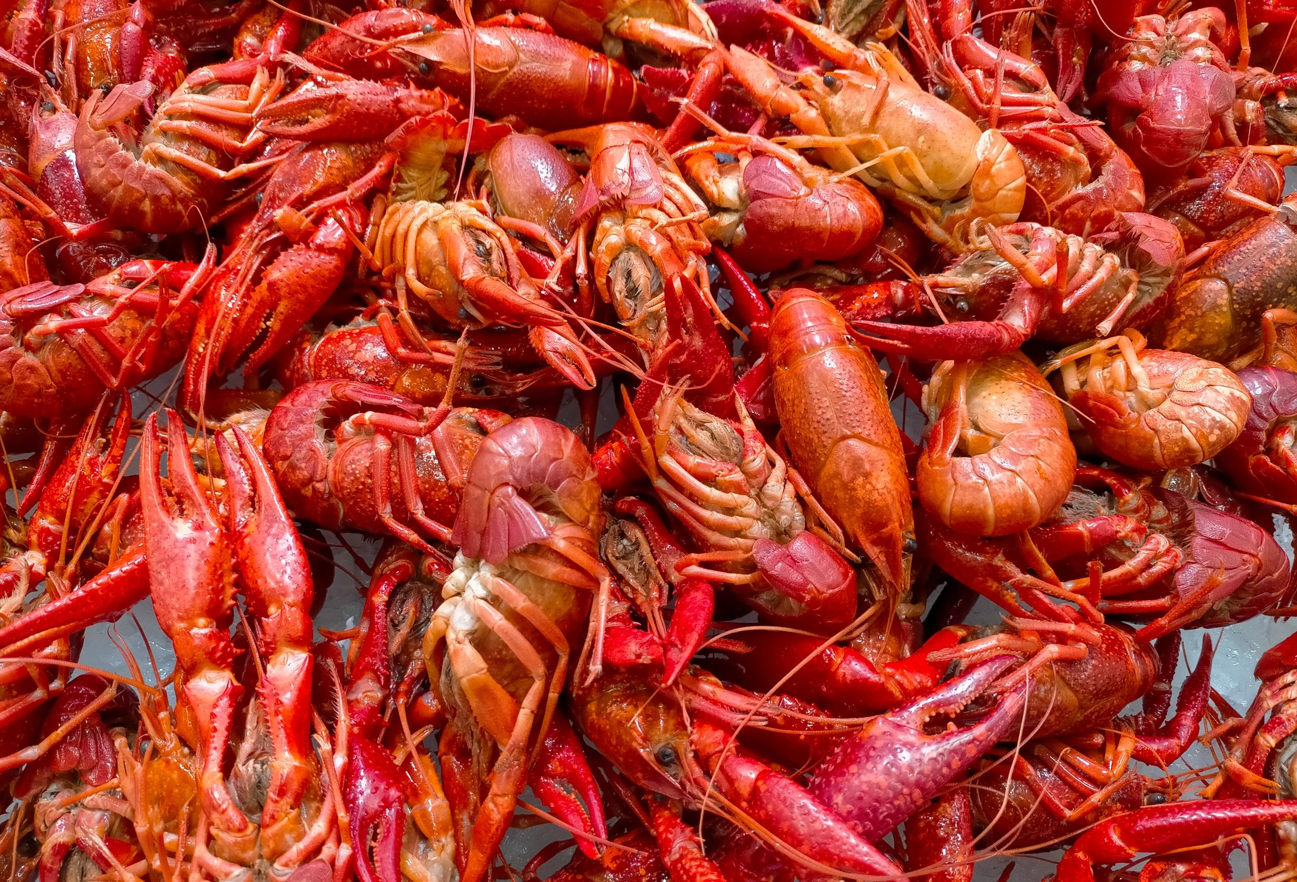 Crawfish Fresh Live